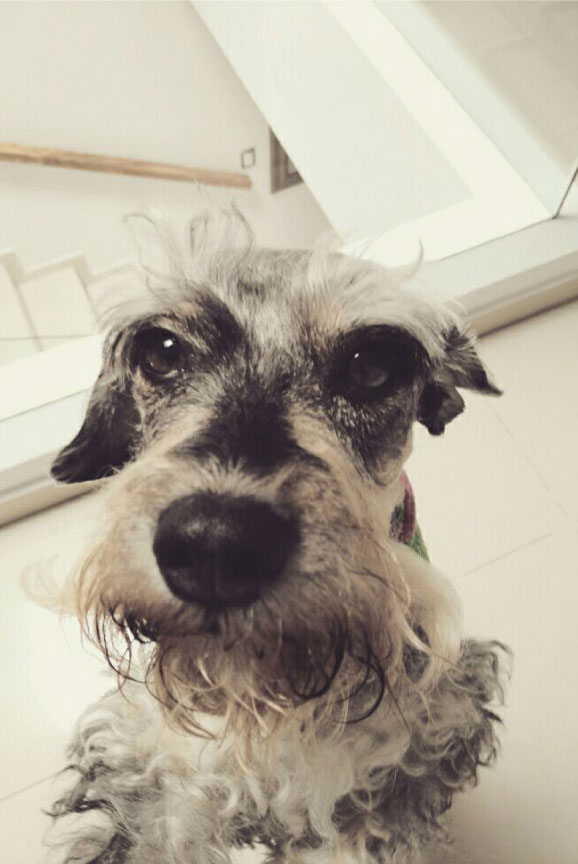 Frida Briones Salazar | Pet Forever