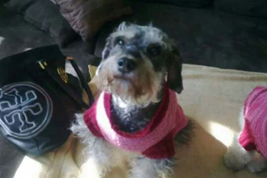 Frida Briones Salazar | Pet Forever