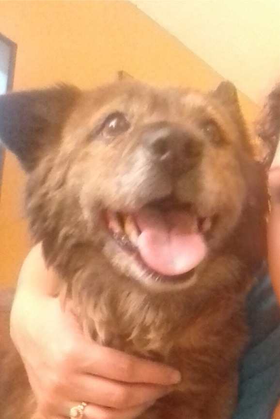 bodoque-naranjo5 | Pet Forever