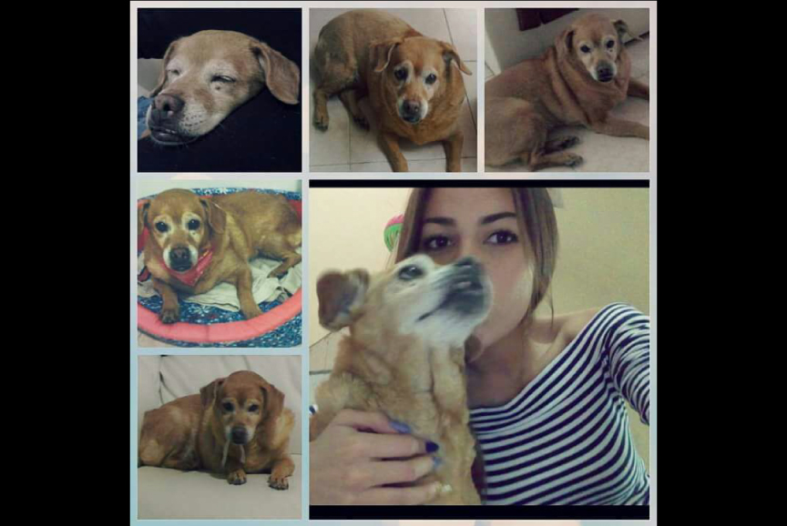 donna-ruiz5 | Pet Forever