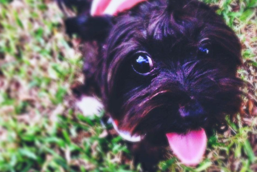 bruno-briones2 | Pet Forever