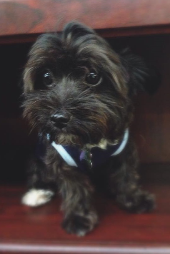 bruno-briones3 | Pet Forever