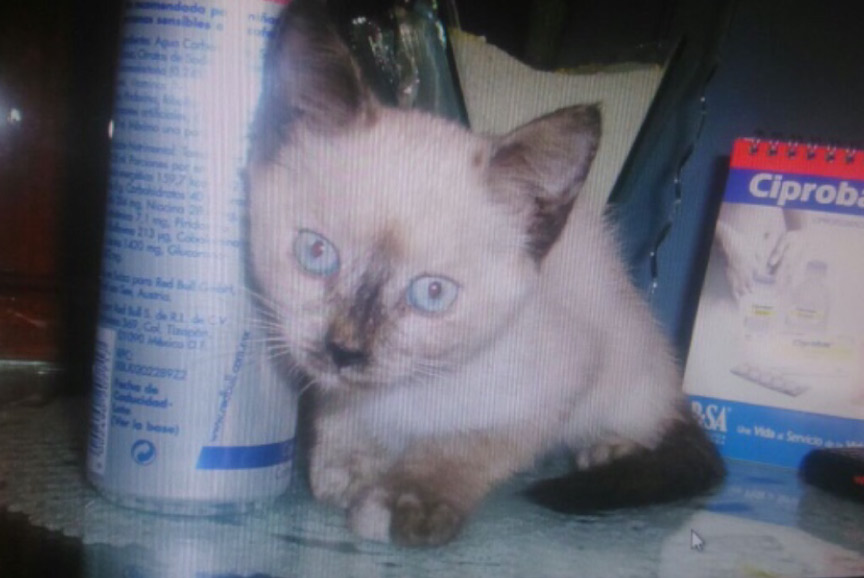 frida-castaneda-diaz3 | Pet Forever