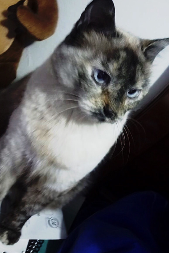 frida-castaneda-diaz4 | Pet Forever