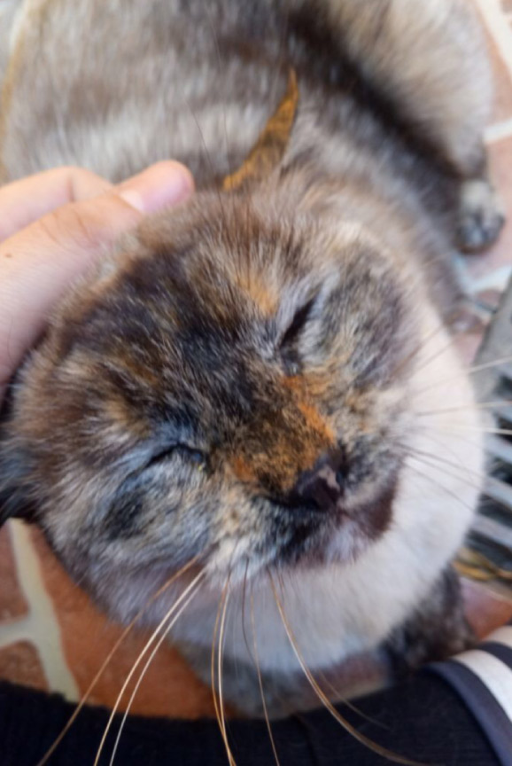 frida-castaneda-diaz5 | Pet Forever