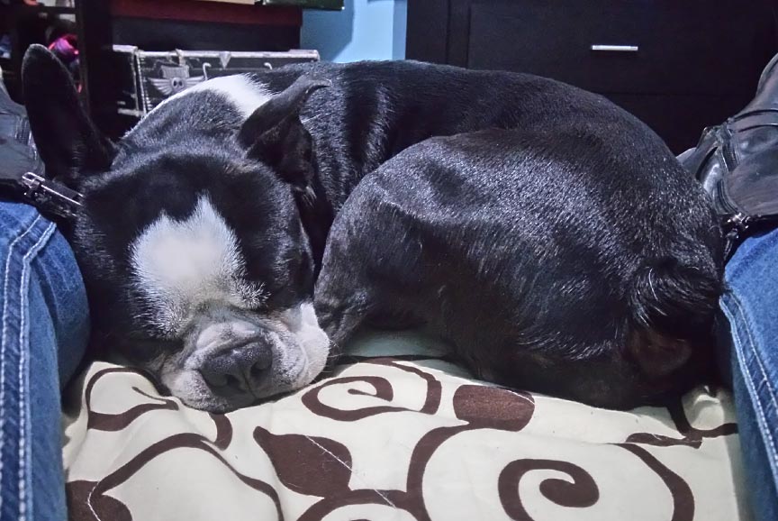 bruno-anaya-gonzalez4 | Pet Forever