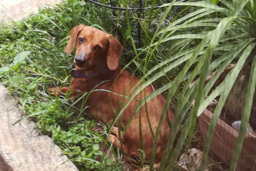 coco-becerra-marin1 | Pet Forever