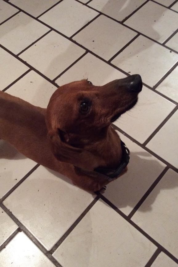 coco-becerra-marin4 | Pet Forever