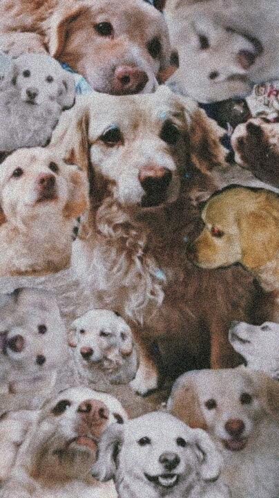 chencho-abundis4 | Pet Forever