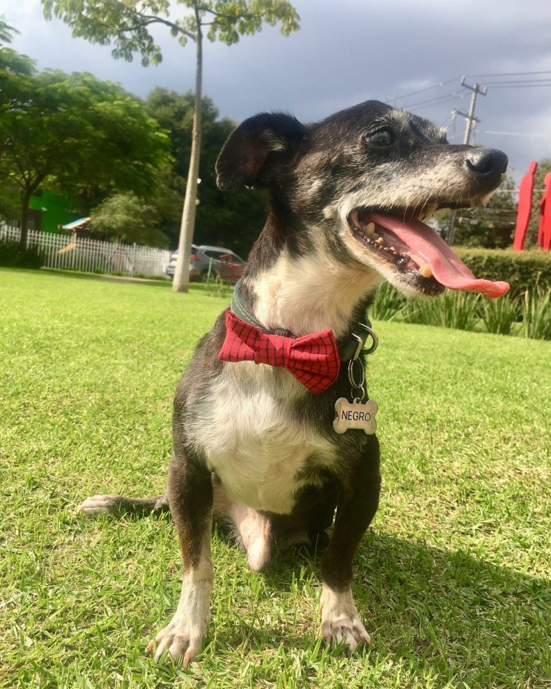 negrito3 | Pet Forever