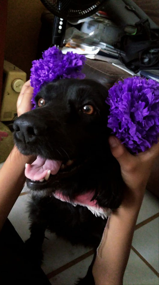 dulce-alcantar2 | Pet Forever