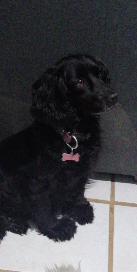 dulce-alcantar4 | Pet Forever