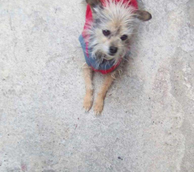 dory-o3 | Pet Forever