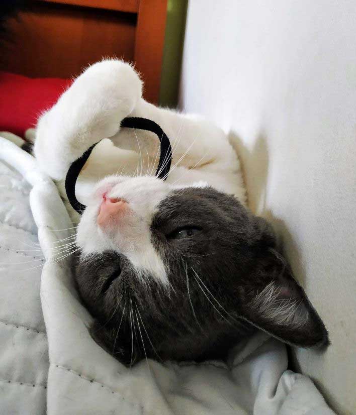 misha-g2 | Pet Forever