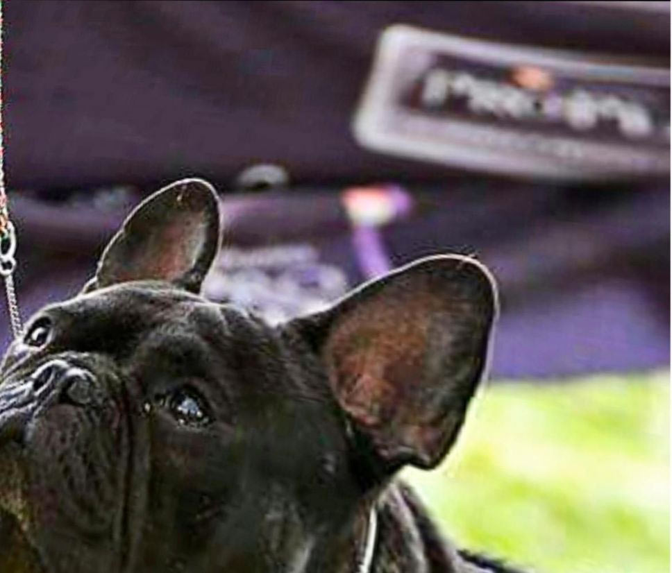 Boo Aramburu González | Pet Forever