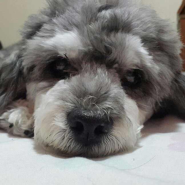 rocco-b4 | Pet Forever