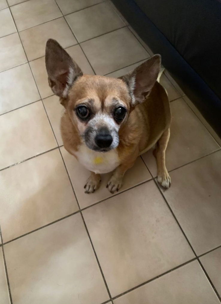 bruno-t2 | Pet Forever