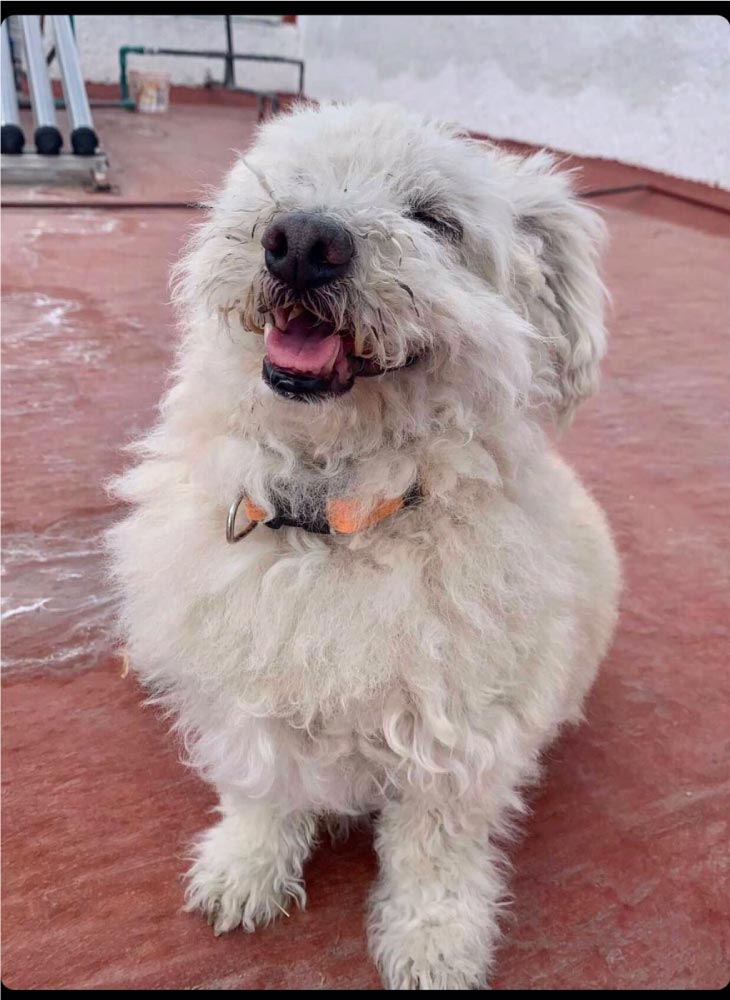 Poofy Hernández Alcalá | Pet Forever