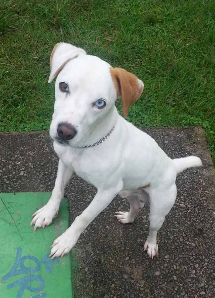 Max Ramírez Méndez | Pet Forever