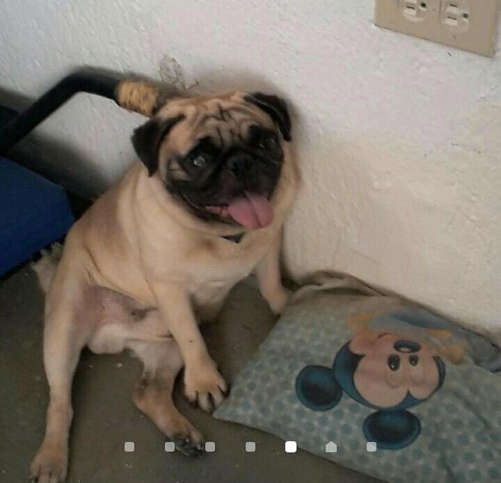 Puggi Juárez Medina | Pet Forever