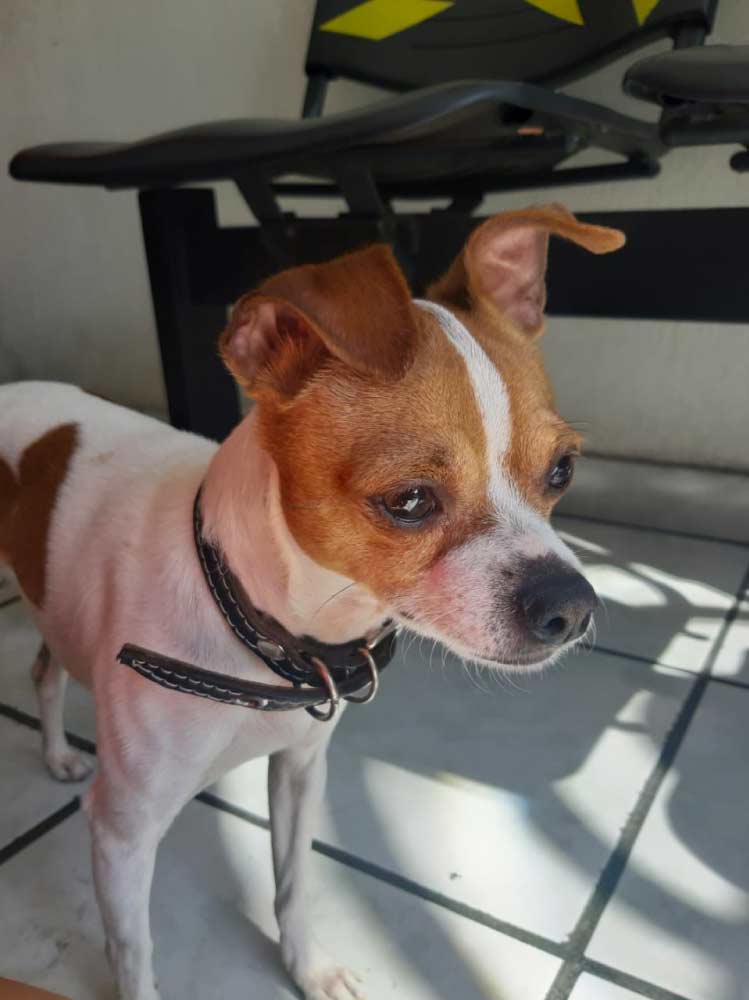 Canelo González | Pet Forever