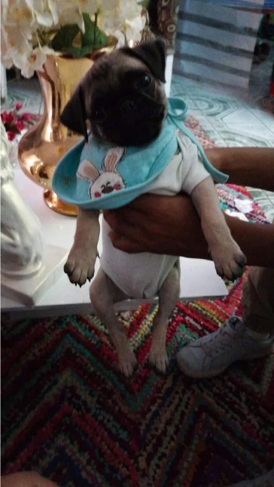 Macario Ramírez | Pet Forever