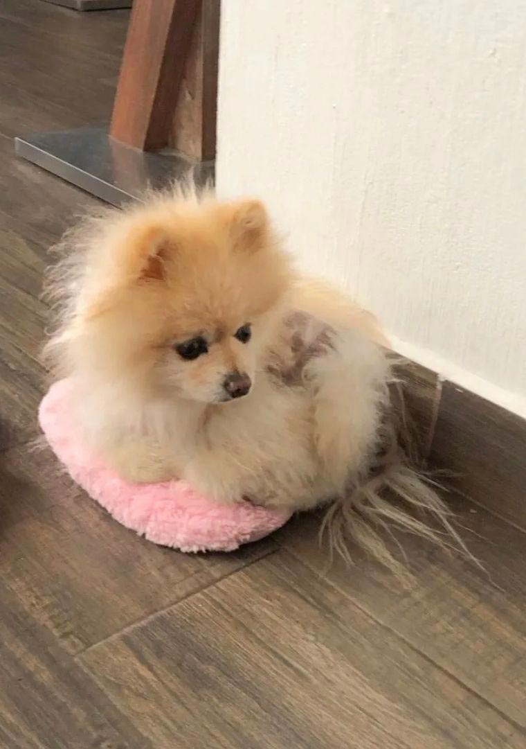 Foxy González César | Pet Forever