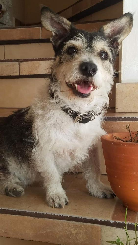 Kali Ramírez | Pet Forever