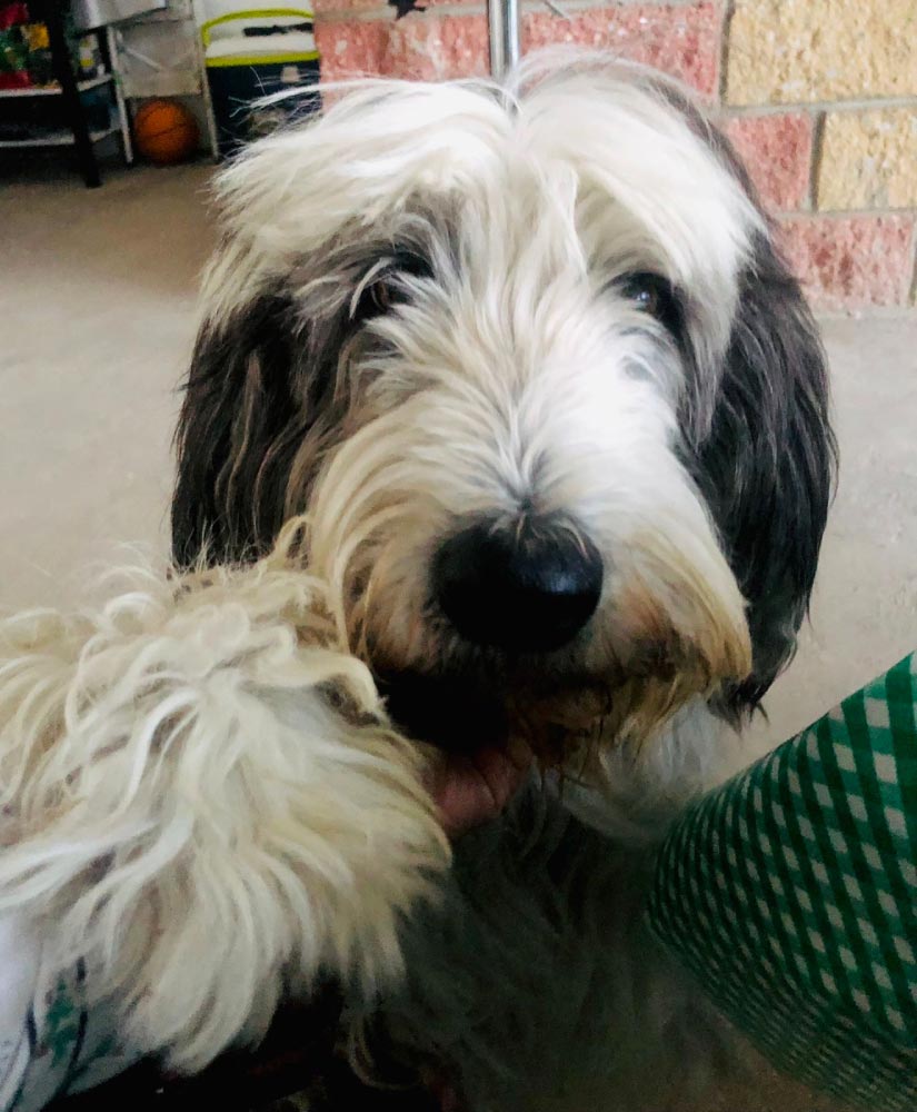 max-g15 | Pet Forever