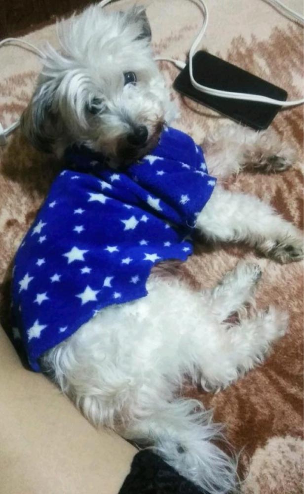 Mosh Lara Orozco | Pet Forever