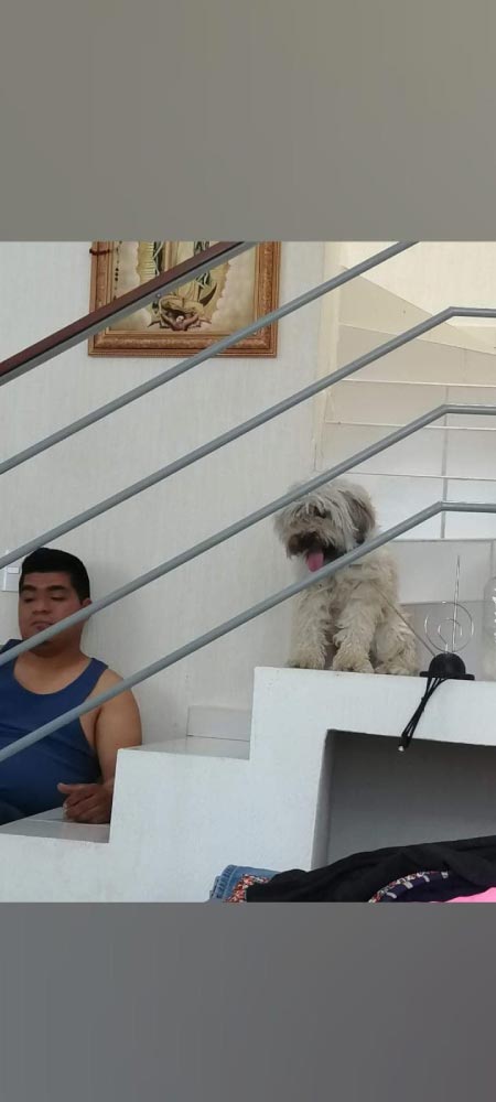 spyky-h6 | Pet Forever