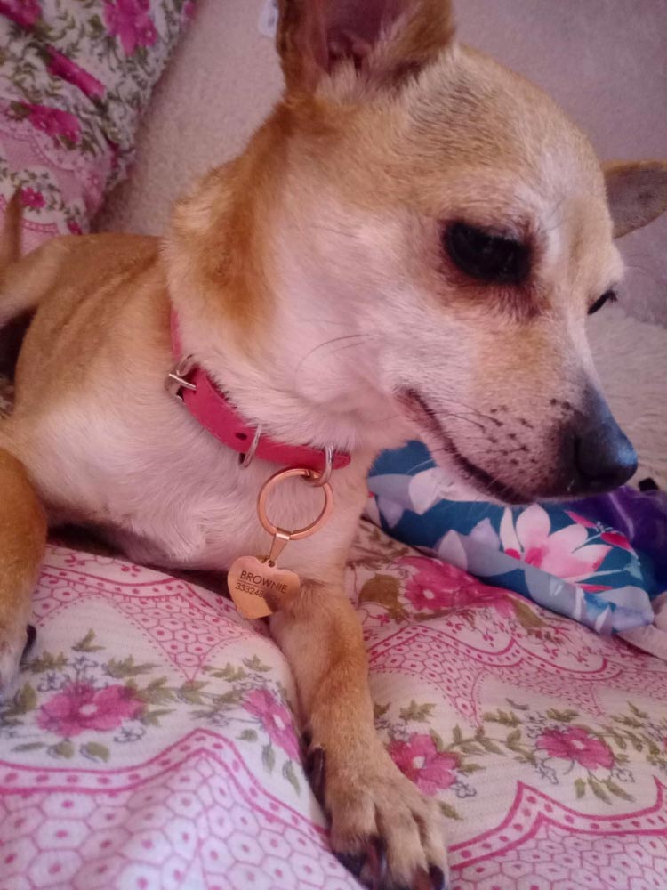 Brownie Balvaneda Rodríguez | Pet Forever