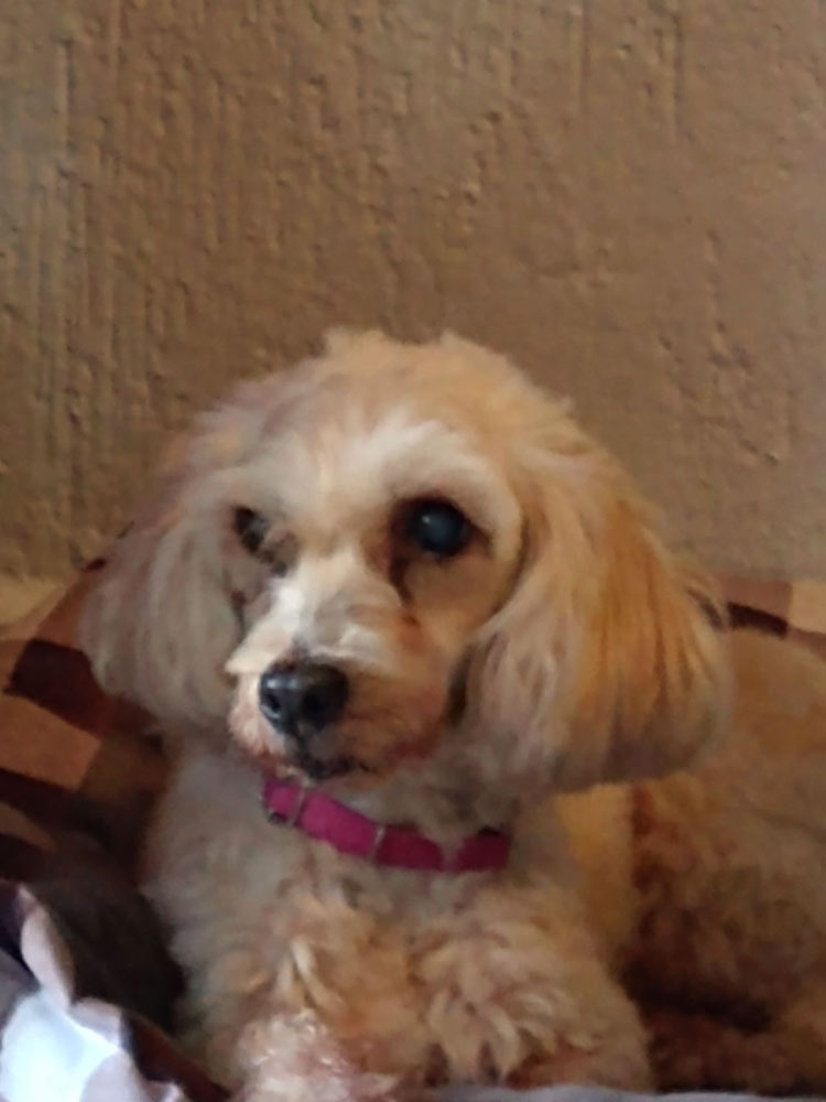 camila-g1 | Pet Forever