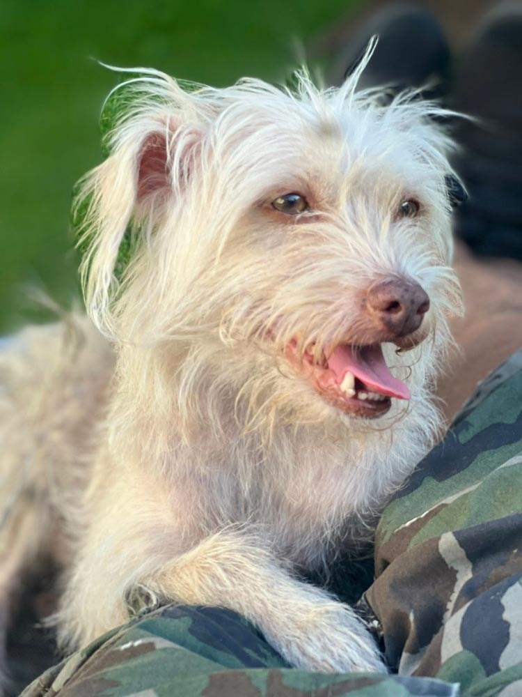 Nippi Medina Hernández | Pet Forever