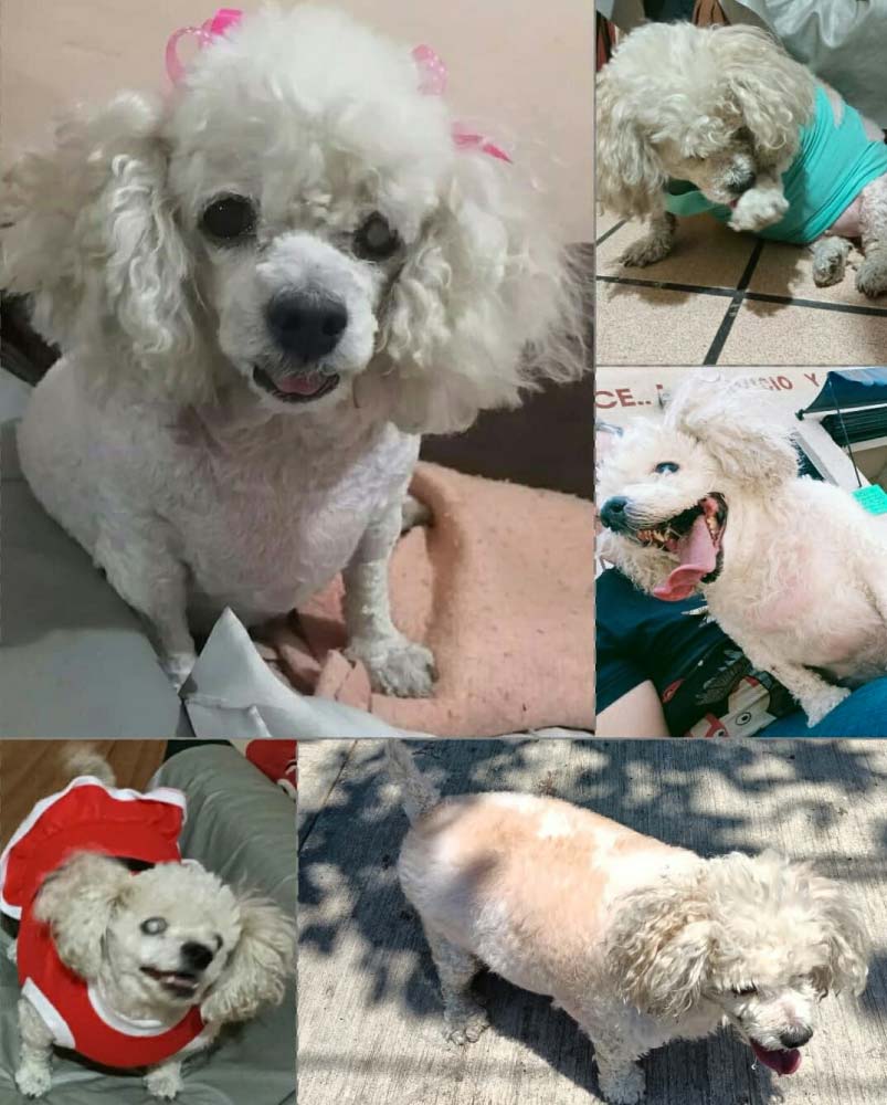 Peluchis Santos González | Pet Forever