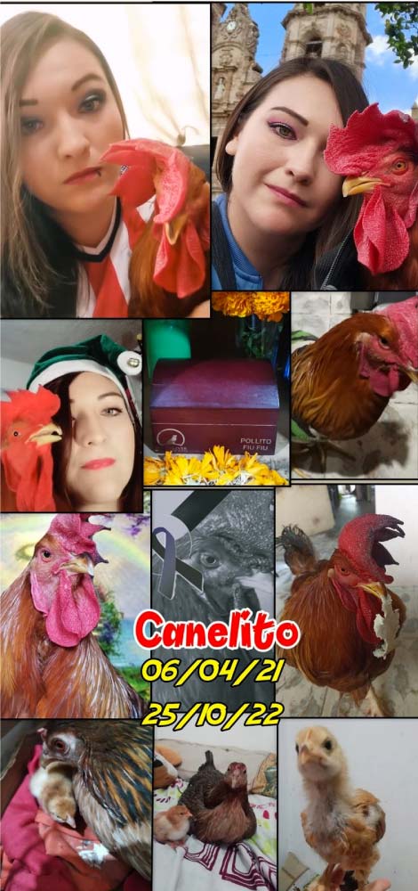 canelo-r1 | Pet Forever