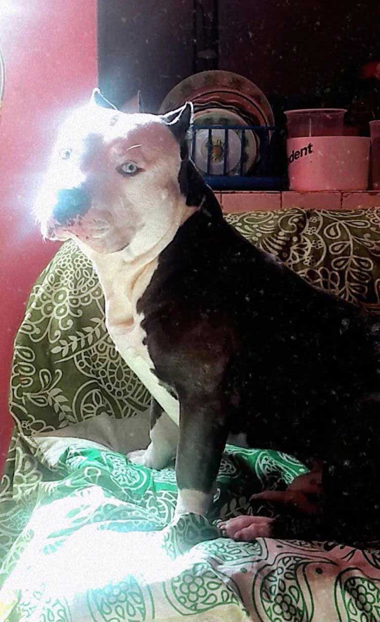 Chester López Nuño | Pet Forever