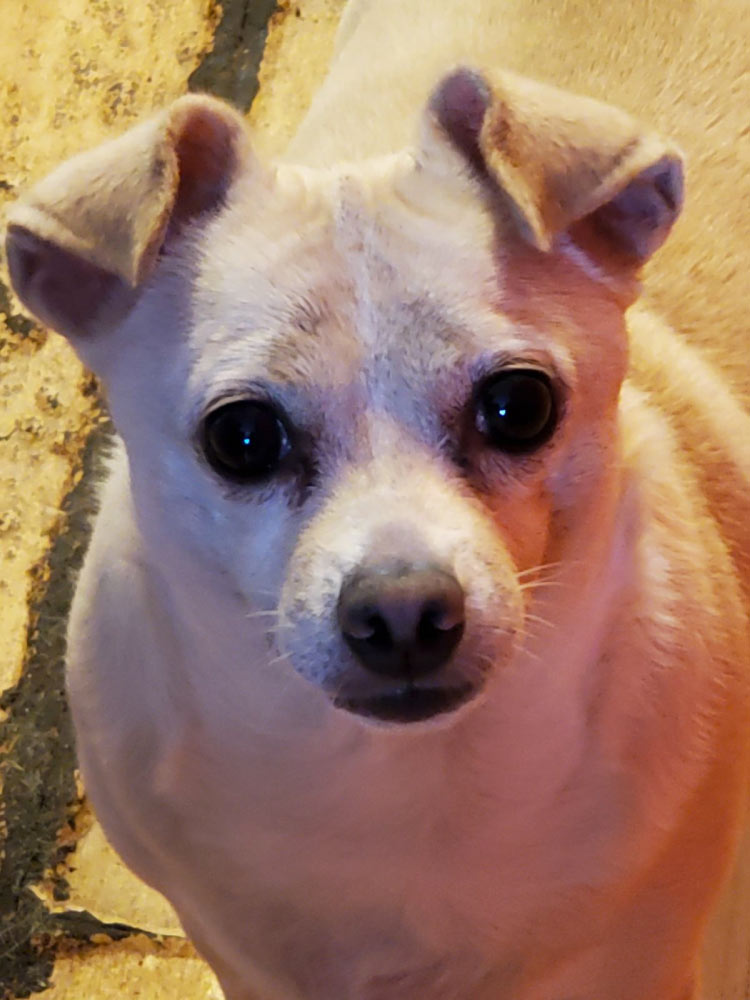 Copito Campos Oliden | Pet Forever