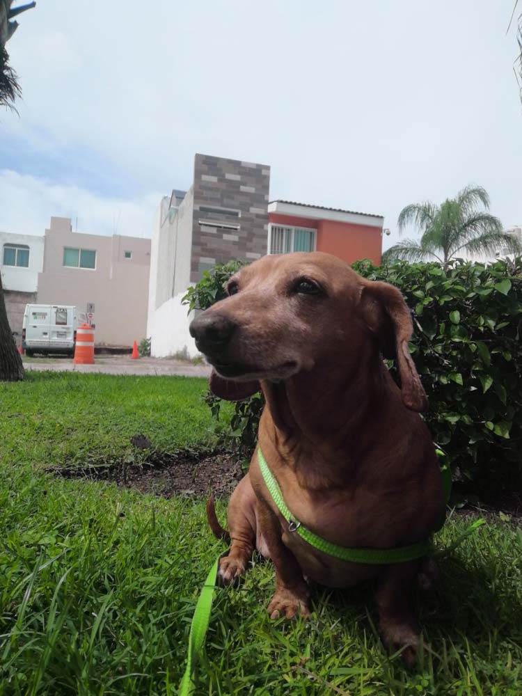 Dulce Colomba Flores | Pet Forever