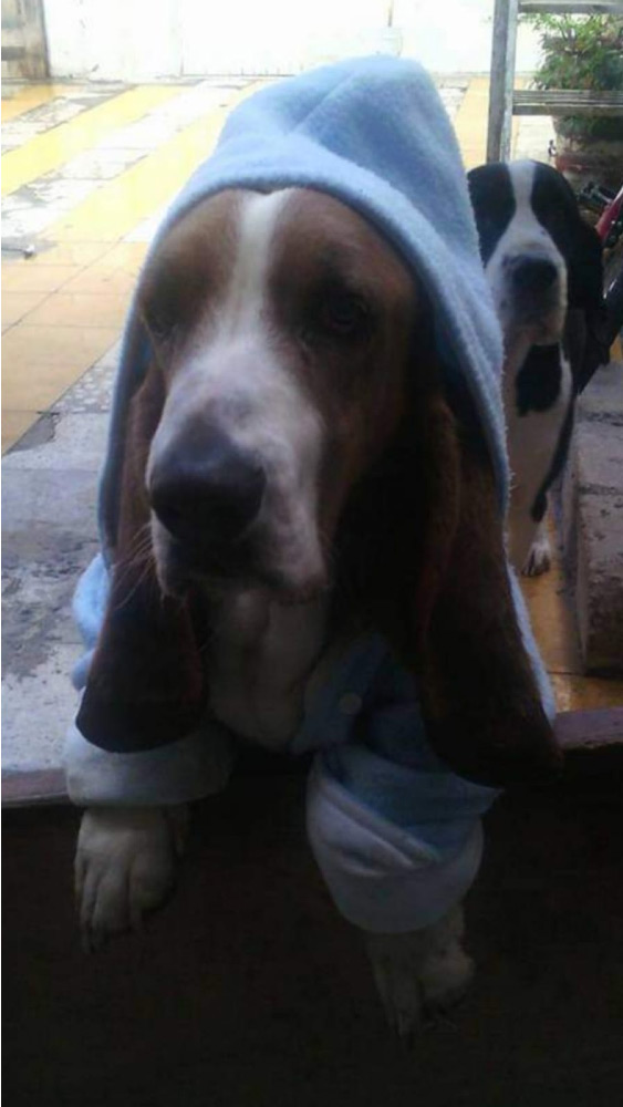 Pope Ramírez García | Pet Forever