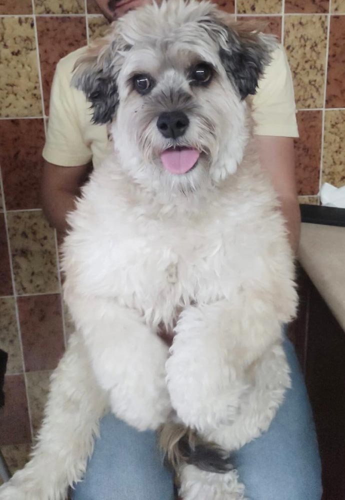 Daisy Uribe | Pet Forever