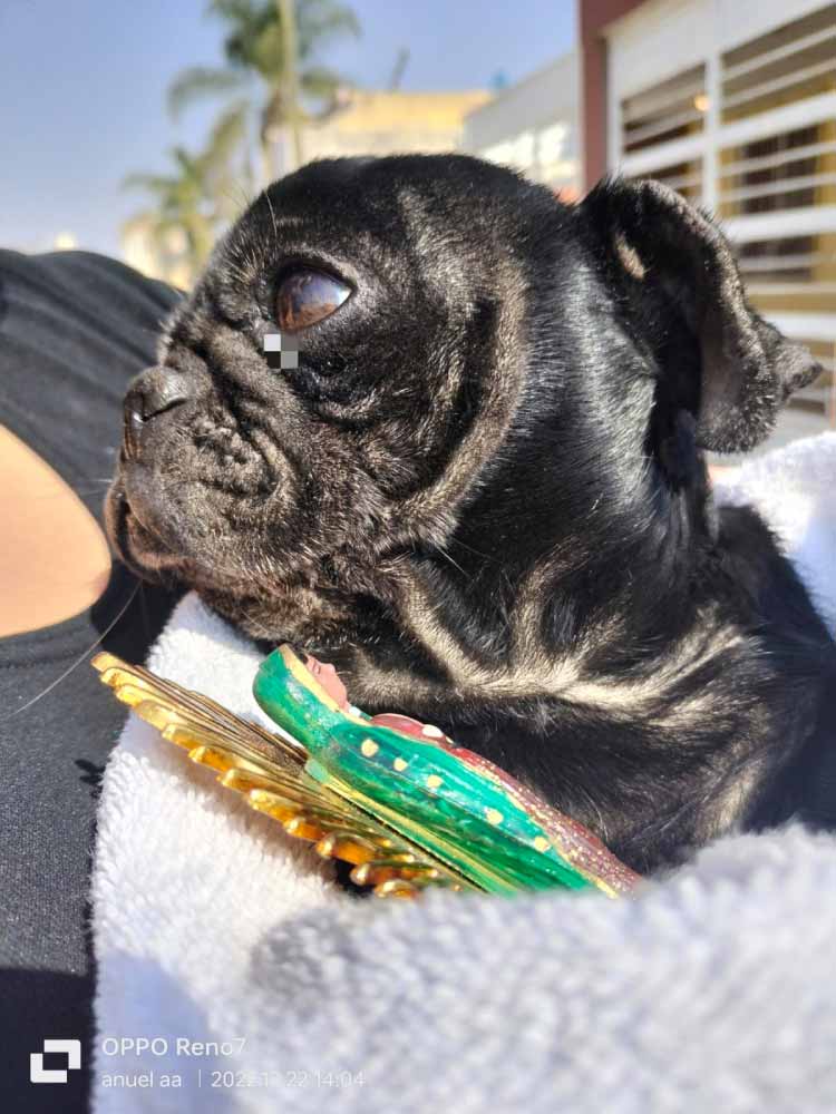 Brandy Sandoval Medina | Pet Forever