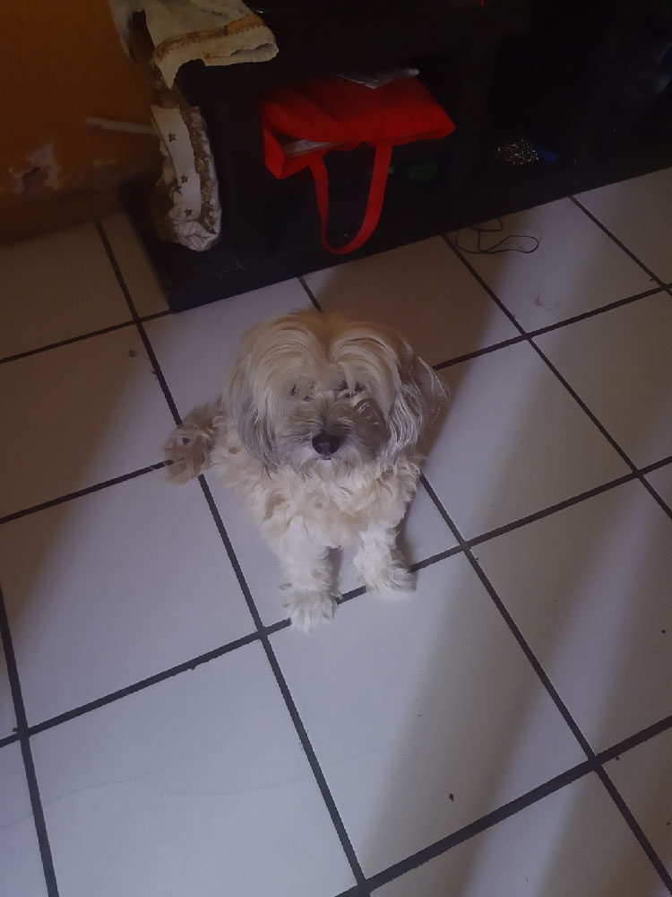 Princesa Vázquez | Pet Forever