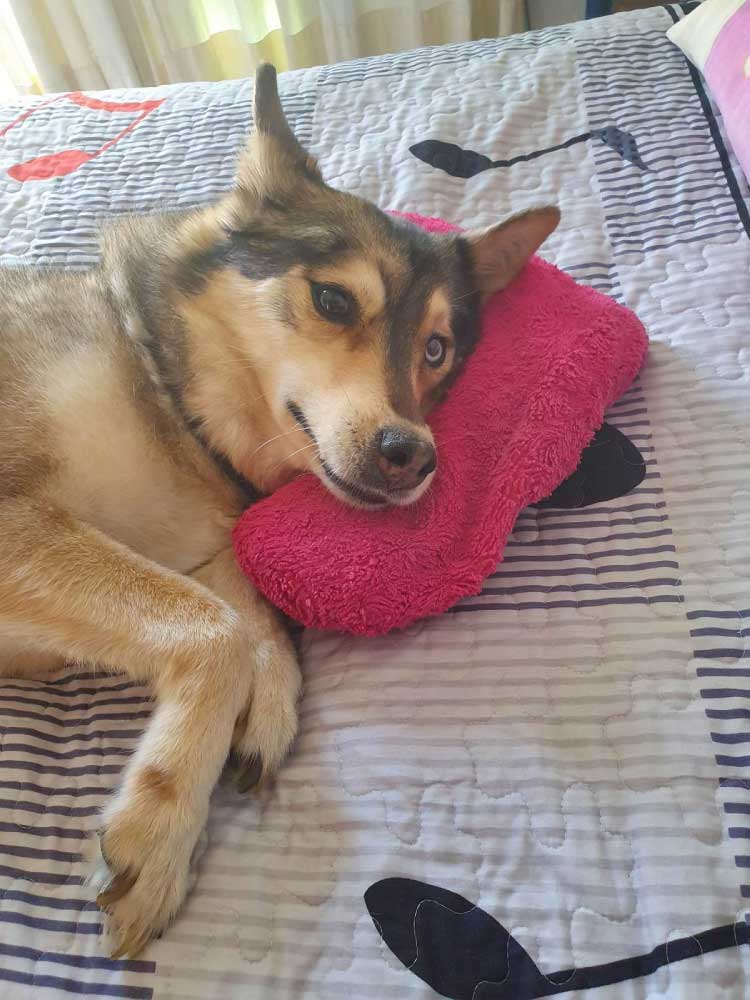 arenita-g2 | Pet Forever