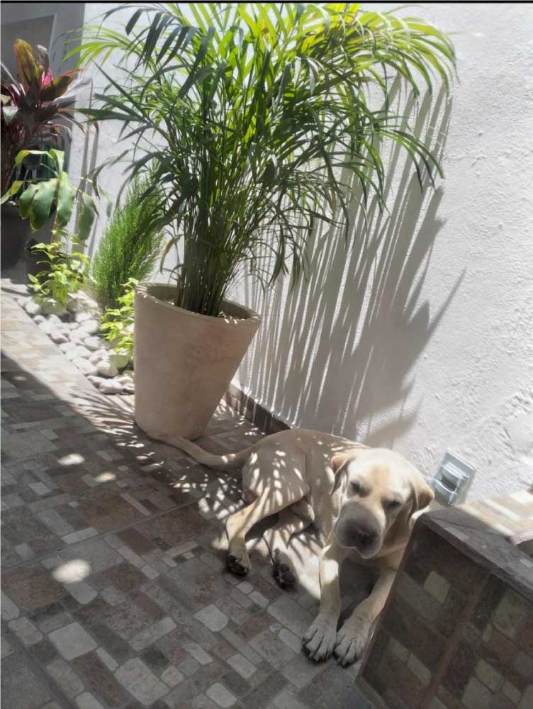 Güero González Juárez | Pet Forever