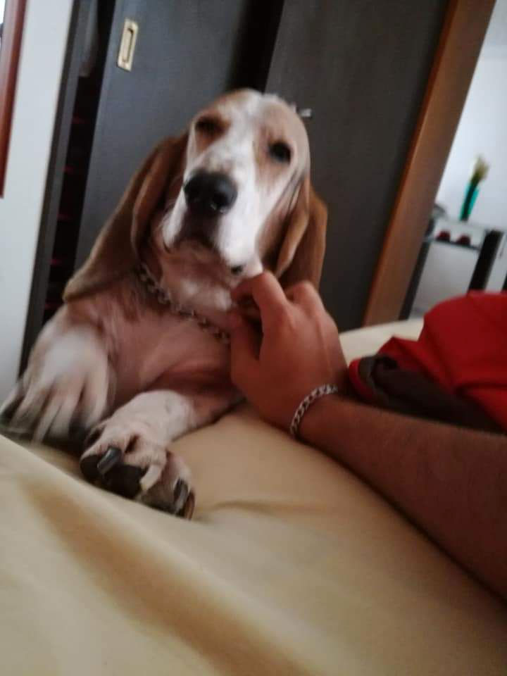 Midget Flavio Silva | Pet Forever