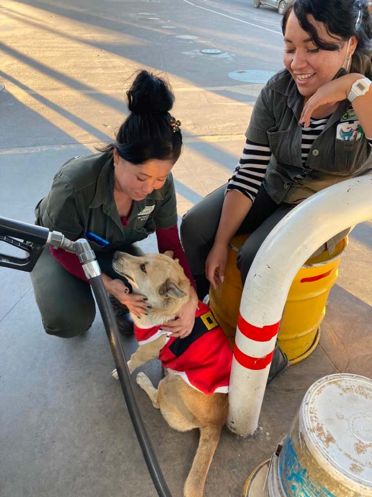 carita-g5 | Pet Forever