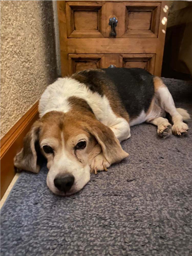 Doky Mora | Pet Forever