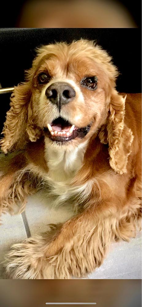 Simba Aceves Shimizu Diaque | Pet Forever