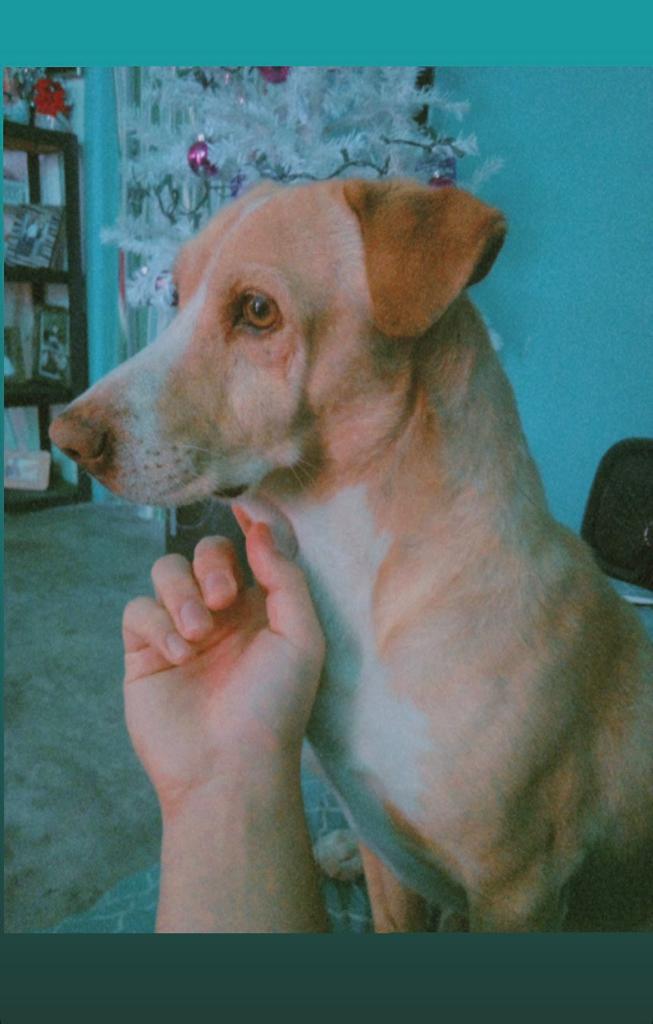 Canelo | Pet Forever